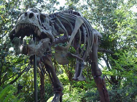Dinoland U.S.A. - Disney's Animal Kingdom Theme Park